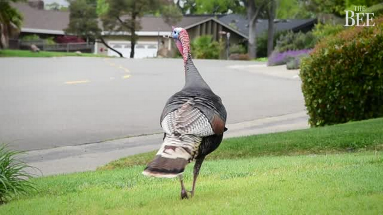 Was Fair Oaks turkey a victim of postman's rage? | The State