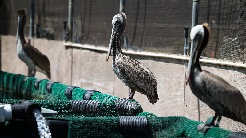 Sick pelicans rehabilitated at Pacific Wildlife Rescue | San Luis ...