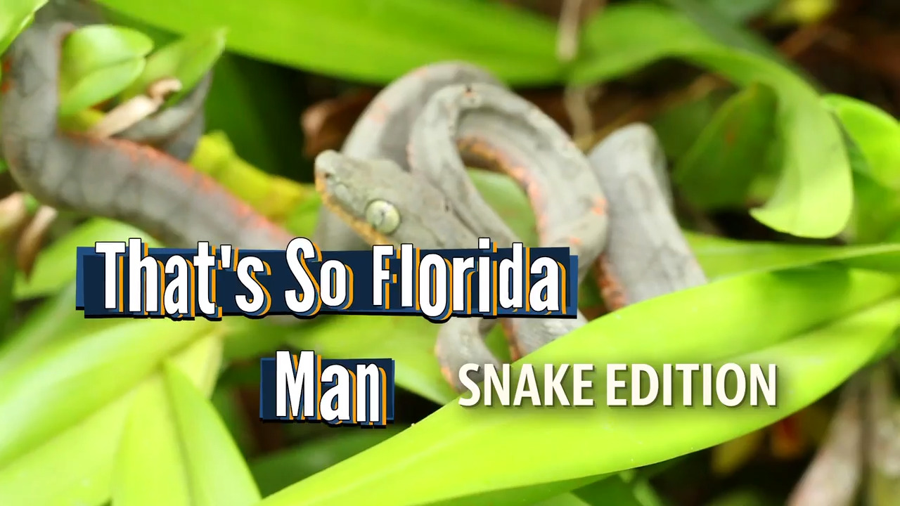 Snakes in Florida are everywhere, not just Everglades | Miami Herald