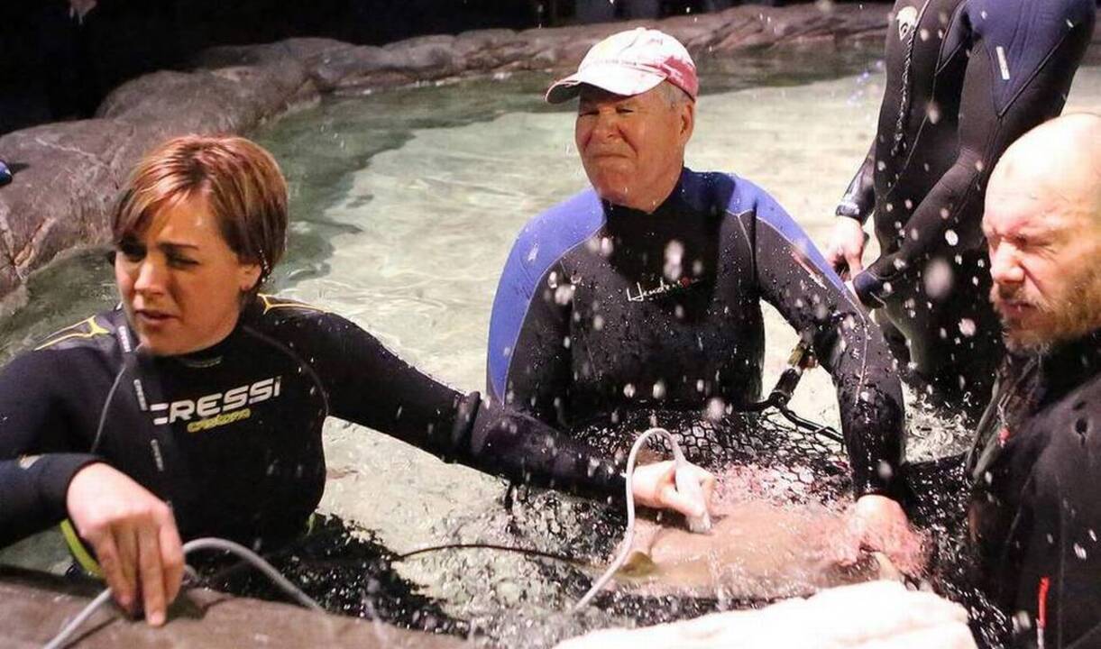 Stingrays get annual checkup at Ripley's Aquarium (Video) | Myrtle ...