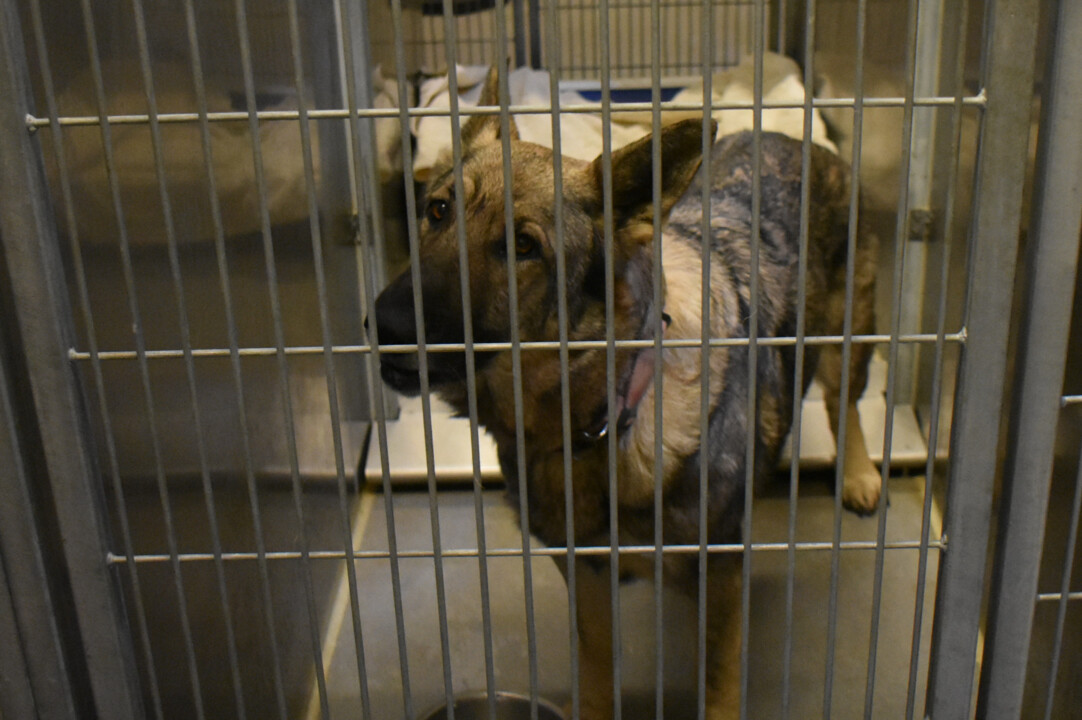 Three dogs viciously attack, bite woman in Oakdale CA | Modesto Bee