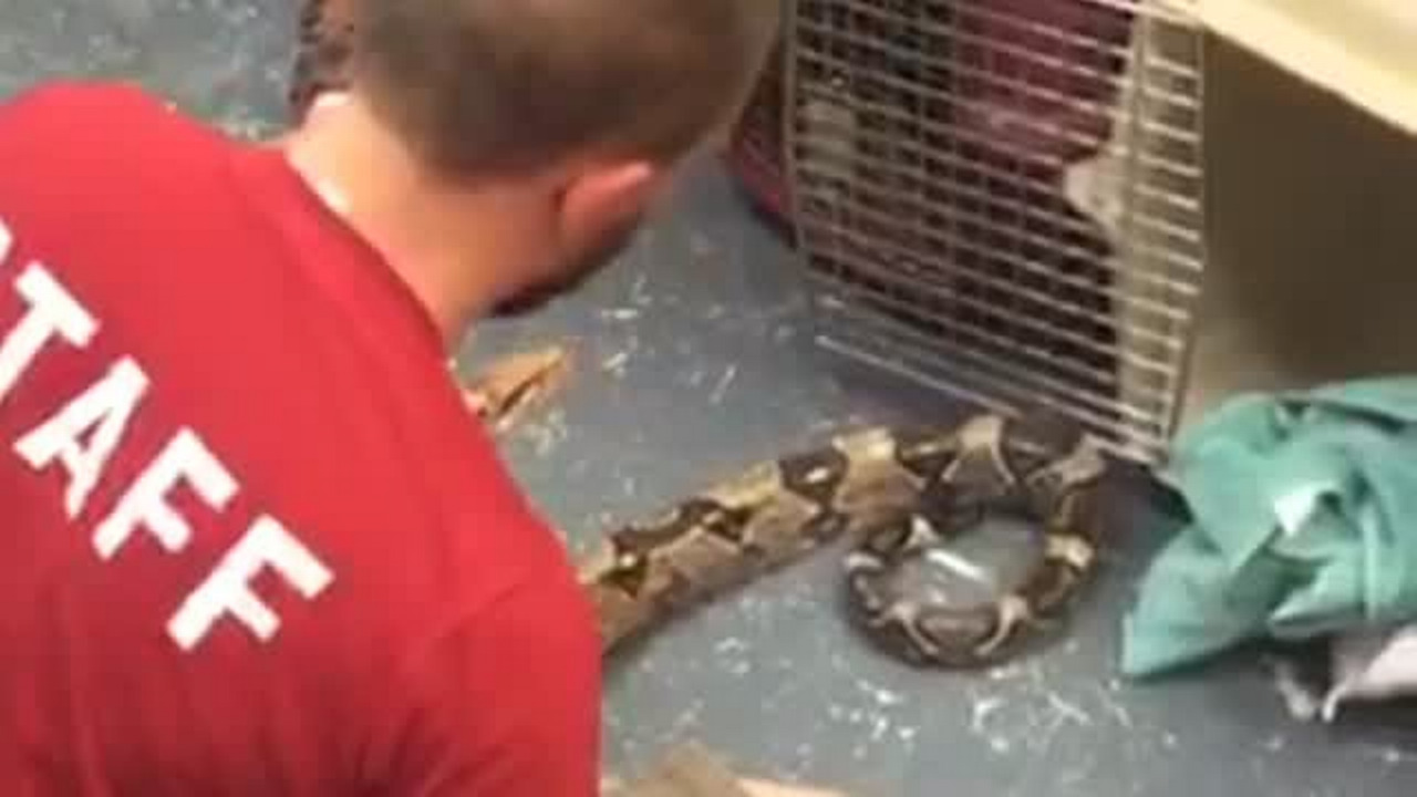 Caring for a sick boa constrictor | Kansas City Star