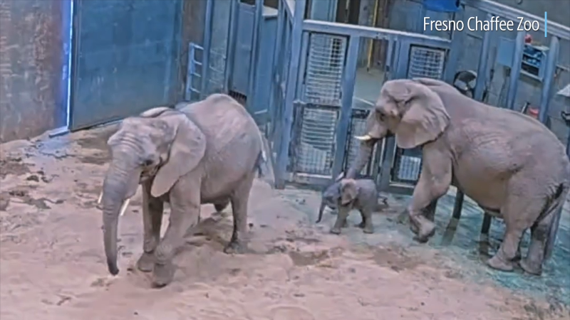Group ranks Fresno Chaffee Zoo among worst for elephants | Fresno Bee