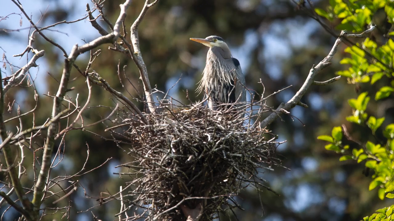 Residents ask Bellingham to create great blue heron reserve ...