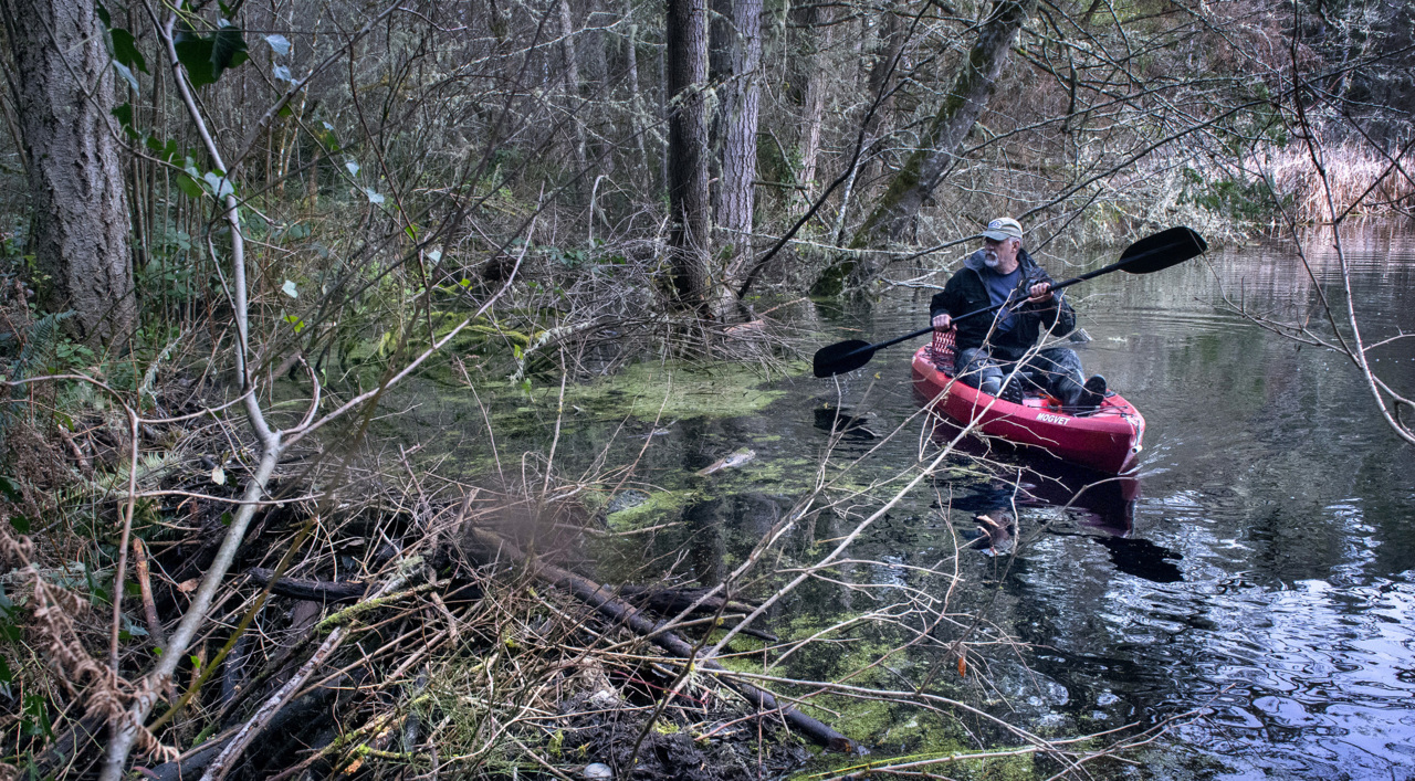 The arrival of several beaver in the Farrell's Marsh Wildlife Area in ...