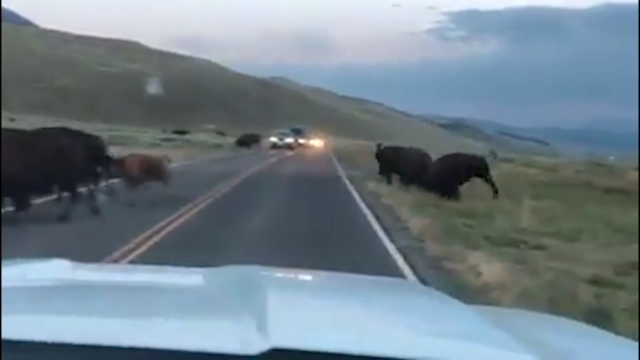 Male bison fight in Yellowstone National Park | Idaho Statesman