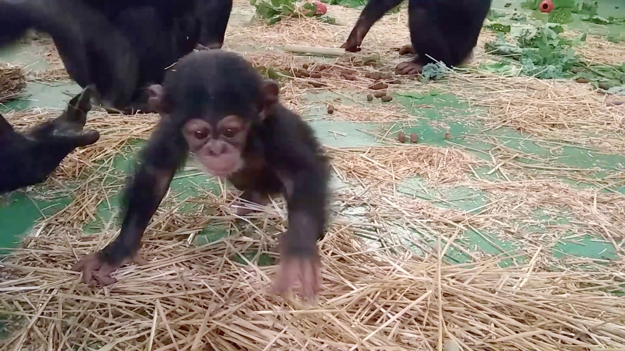 Watch young NC Zoo chimp take some of his first steps | Charlotte Observer