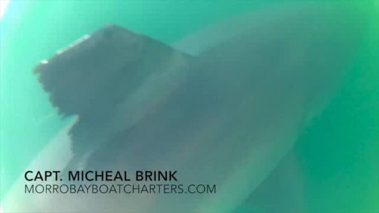 Great white shark caught on video in Morro Bay | Modesto Bee