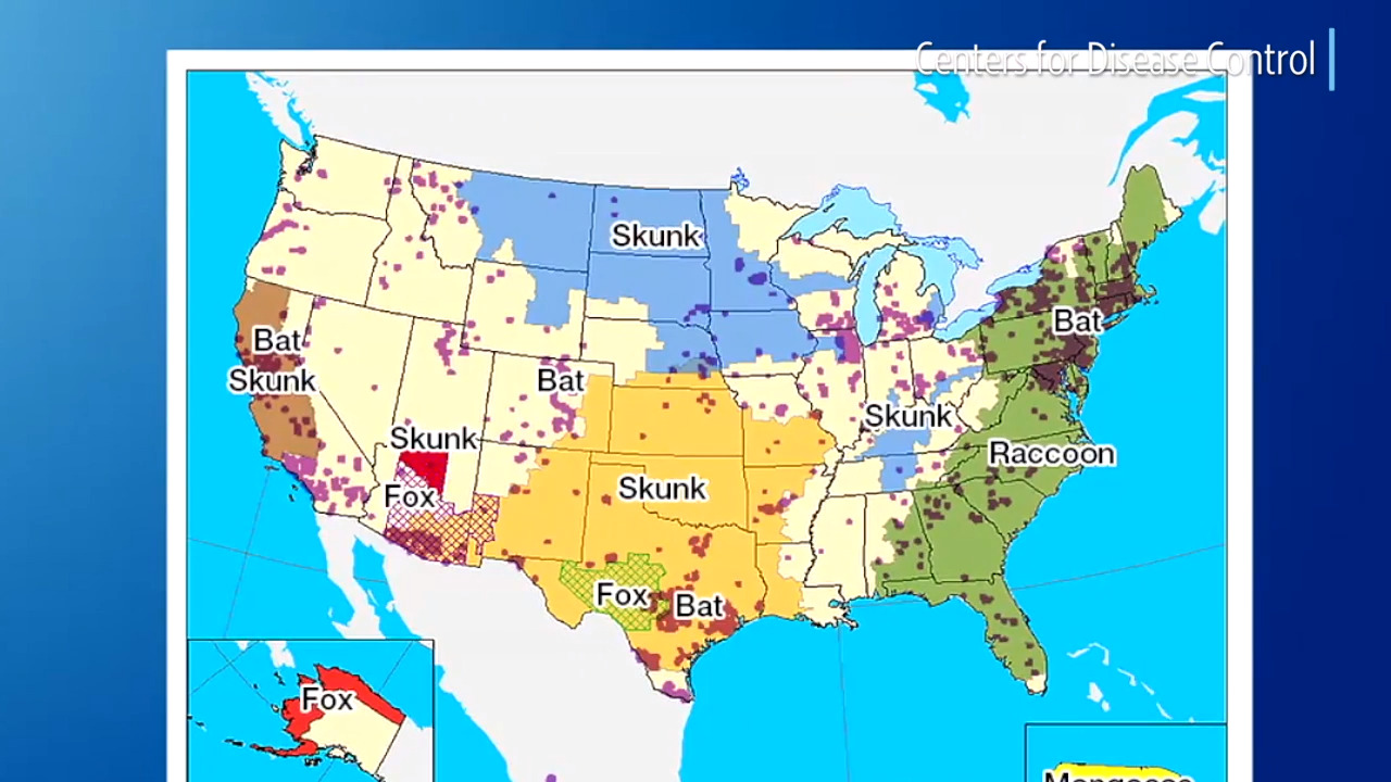 Fresno CA County reports rabies in cat that bit person | Fresno Bee