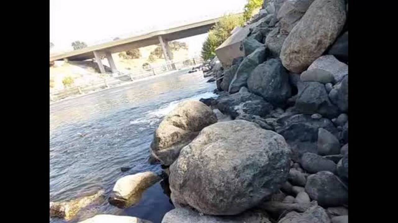 Baby Chinook salmon are popping up in unexpected places | Sacramento Bee