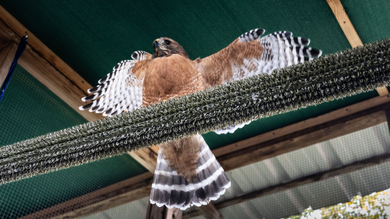 Video: Wildlife nonprofit seeks funds for large raptor enclosure ...