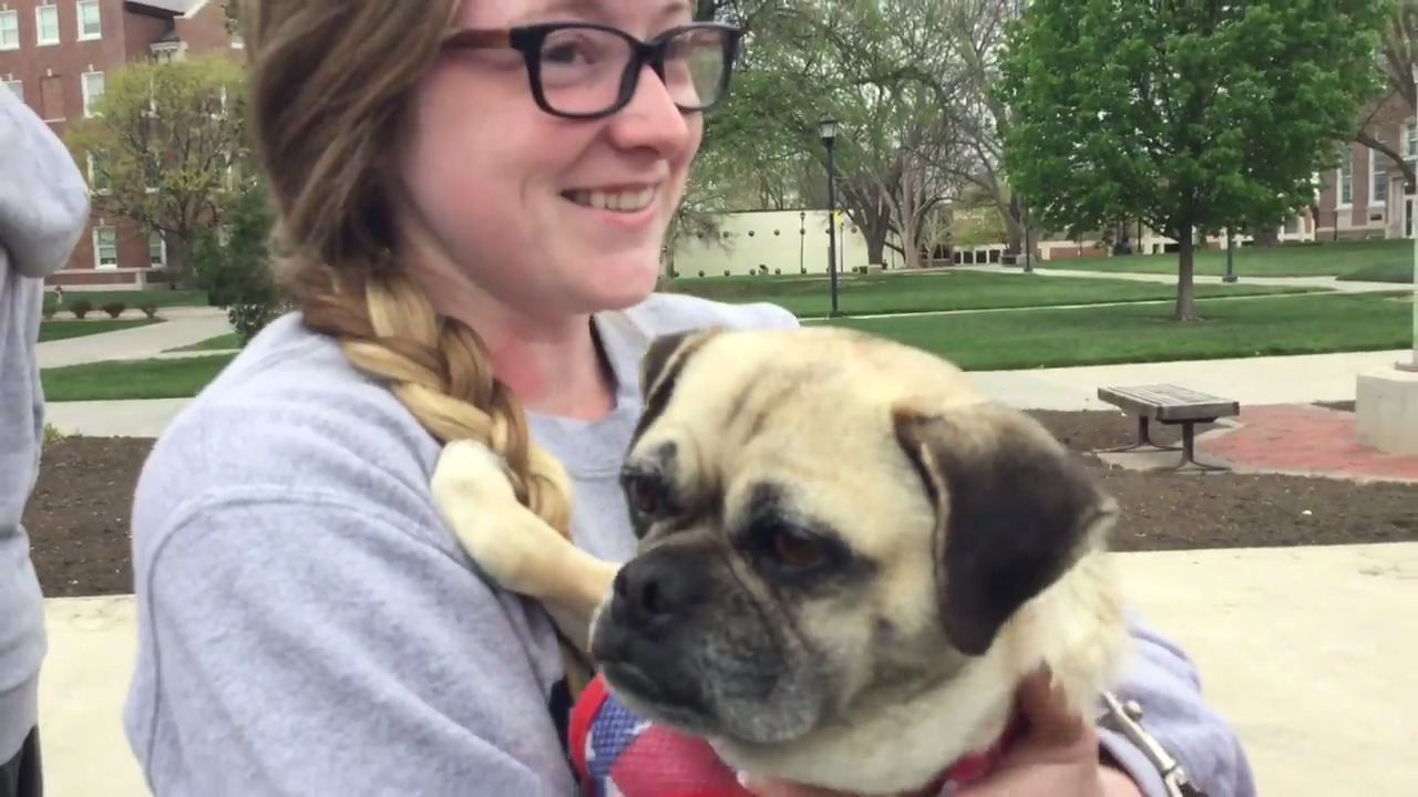 Pet-a-Pug at Wichita State | Durham Herald Sun