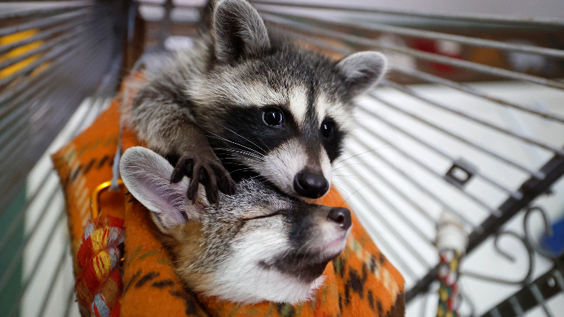 A baby raccoon and baby fox cuddle together at an animal rescue ...