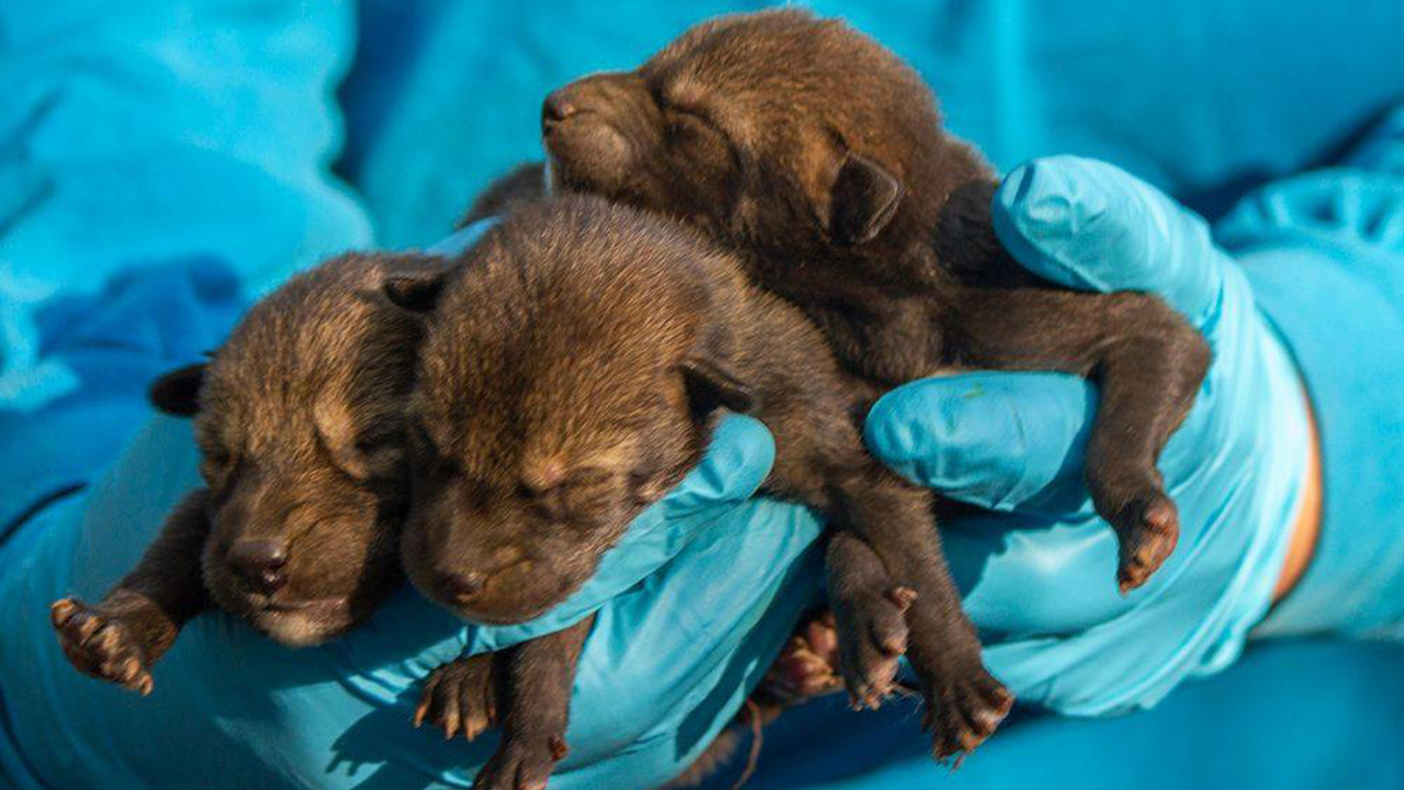 NC Museum of Life + Science staffers work with newborn red wolf pups ...