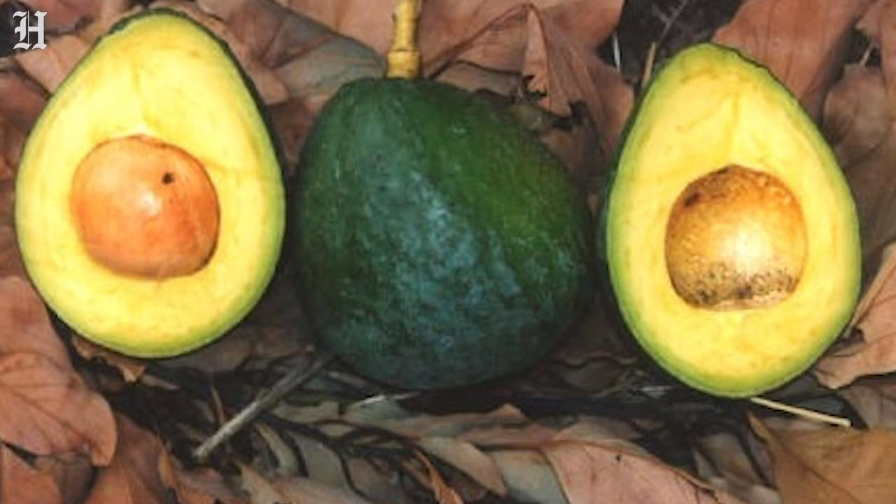 Avocado fight heads to court | Miami Herald