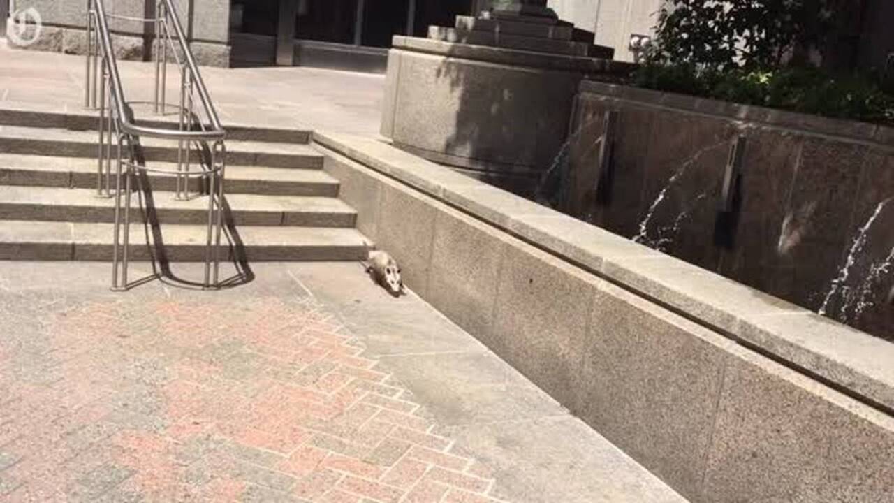 A lunchtime stroll | Charlotte Observer