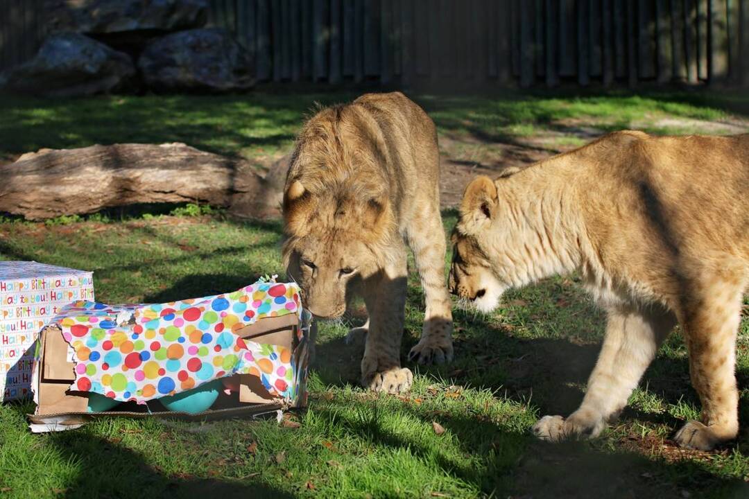 See how sibling lion cubs celebrate first birthday | Macon Telegraph