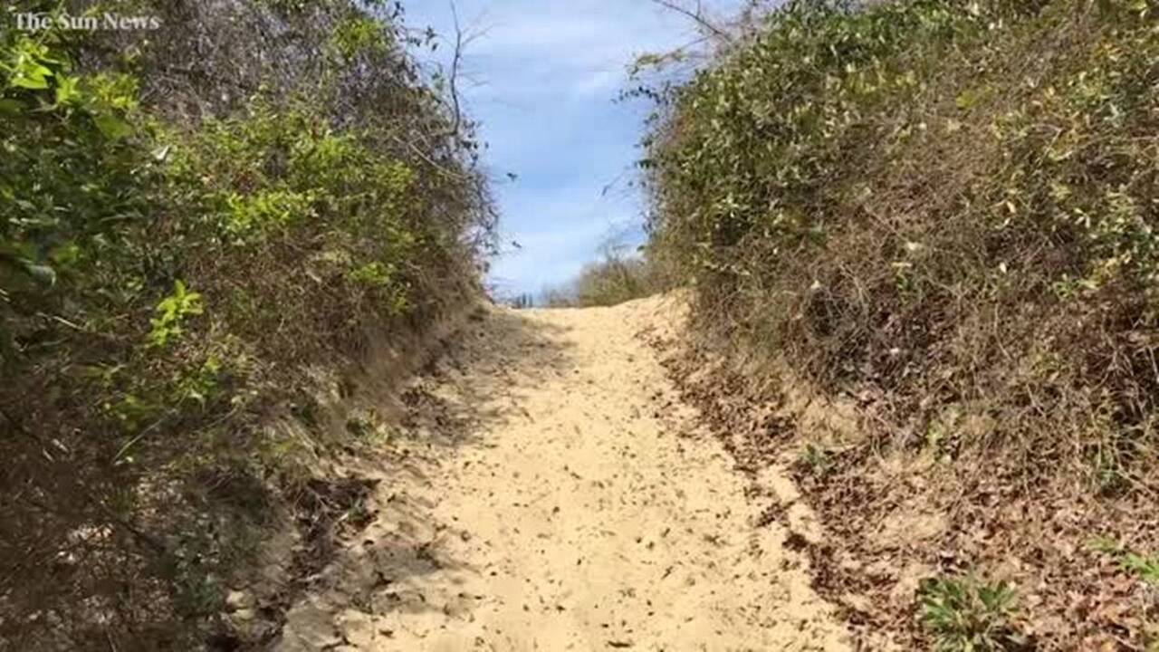 Trees on Ingram Dunes in NMB could soon be cut down | Myrtle Beach Sun News