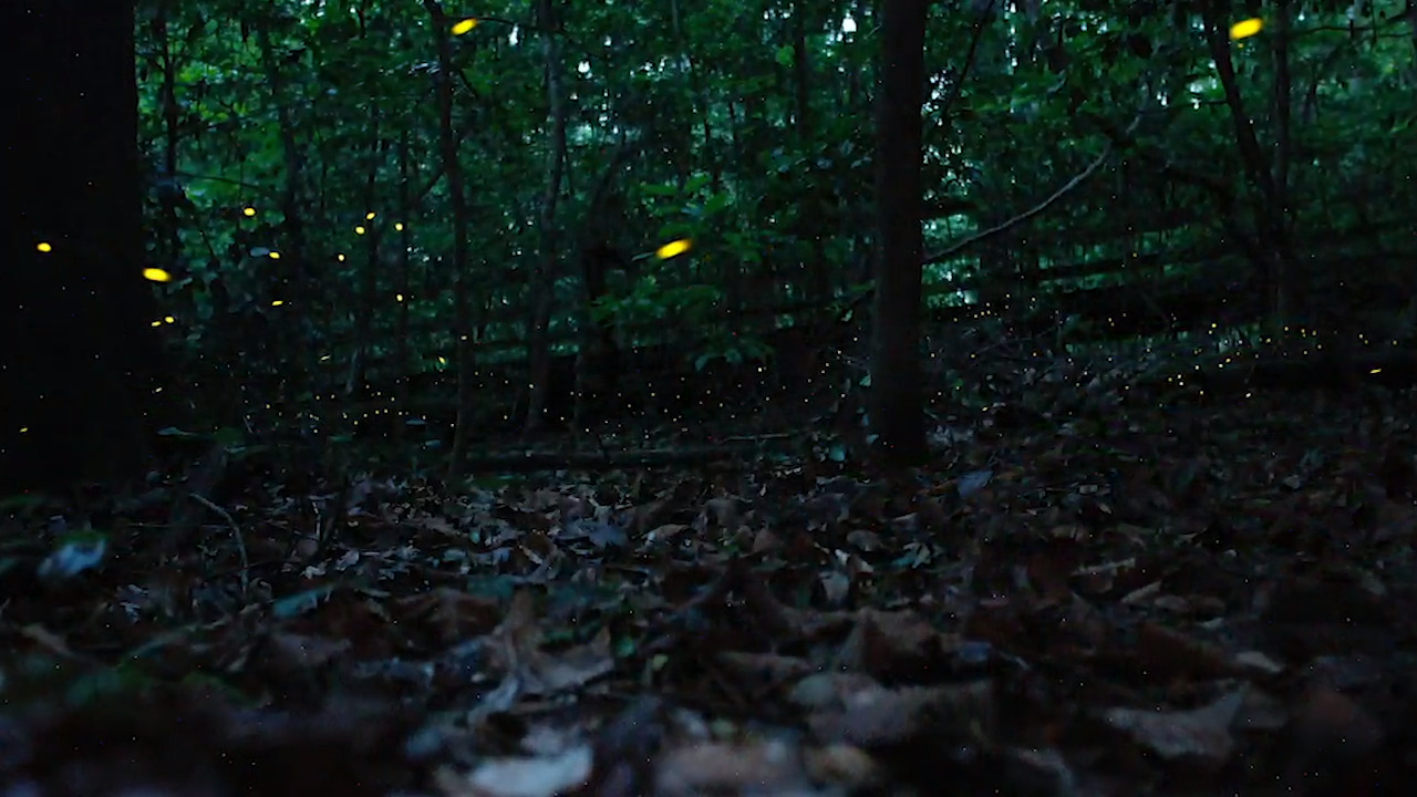 Fireflies performing their annual show at Congaree park | The State