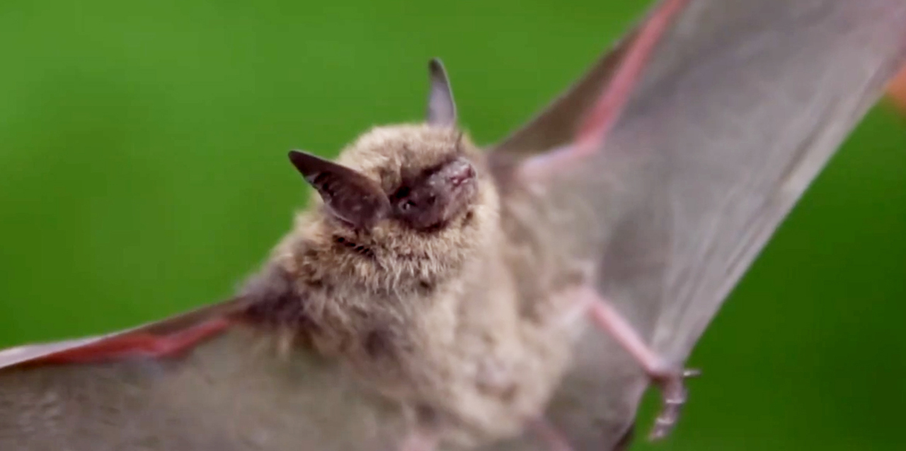 Bat found in Richland County, SC tests positive for rabies | The State