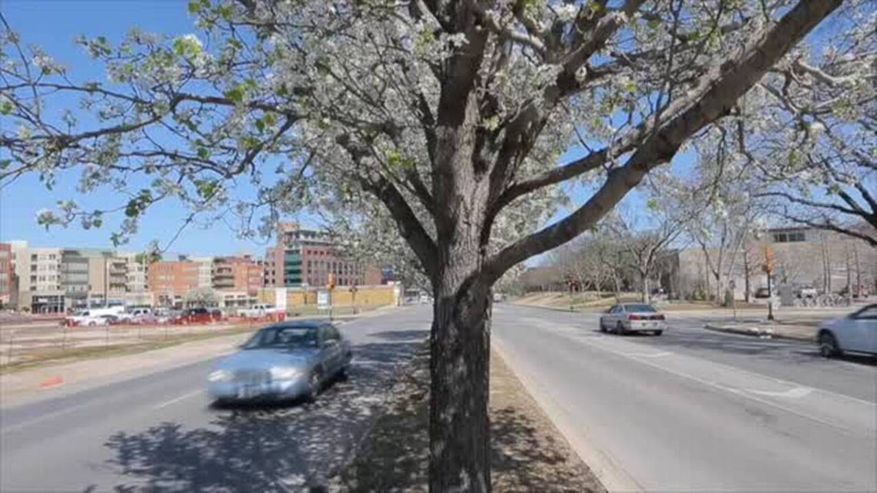 Despite beautiful blooms, Bradfords are 'worst tree ever' | Fort Worth ...