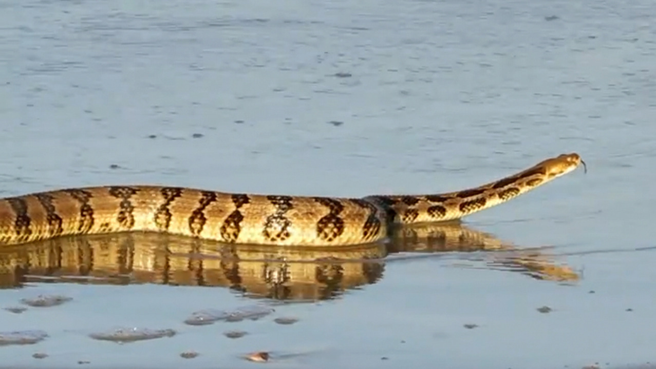 Rattlesnake in ocean: Video shows snake swimming out to sea in NC ...