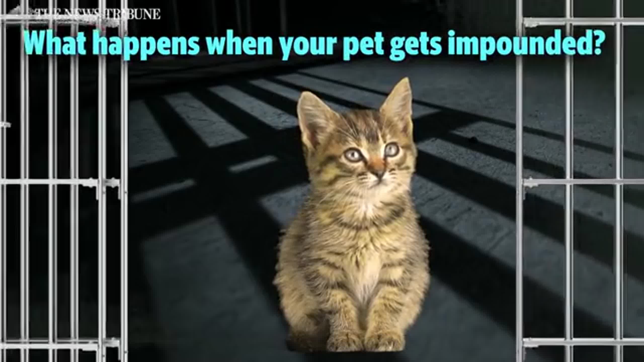 What happens when your pet is picked up by animal control? | Tacoma ...