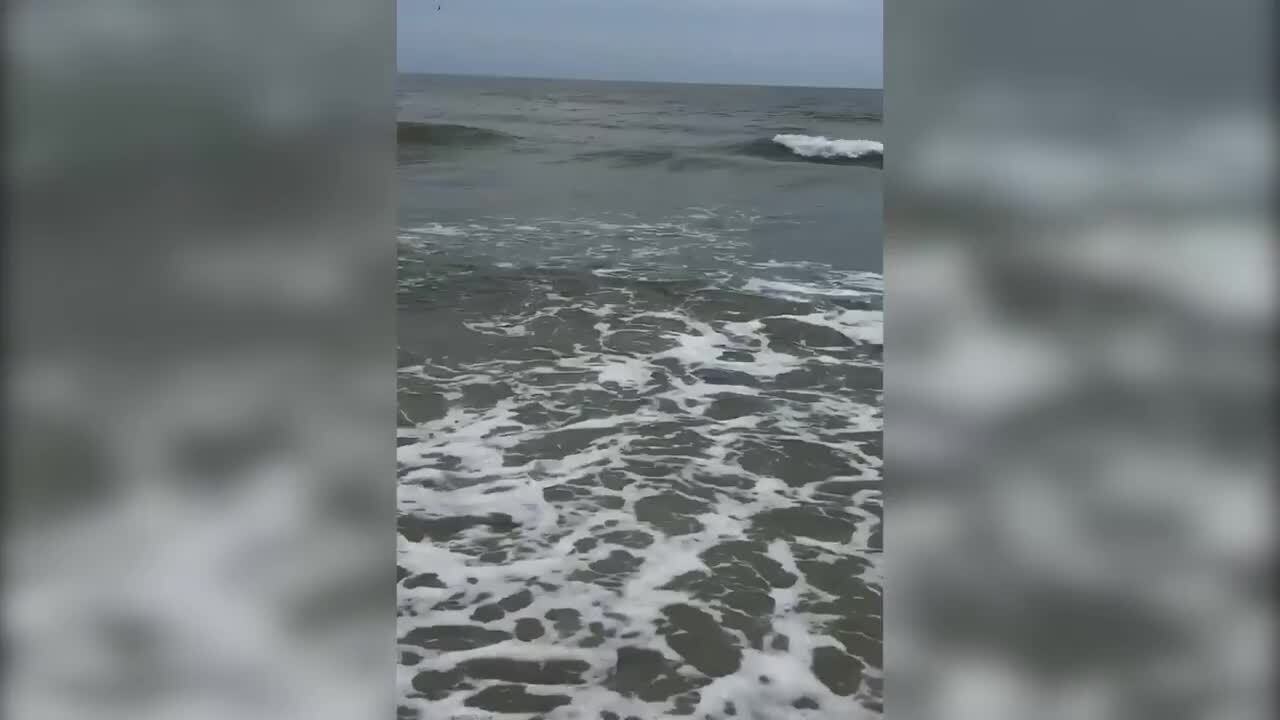 Four-foot shark spotted swimming in shallow waters along North Myrtle ...