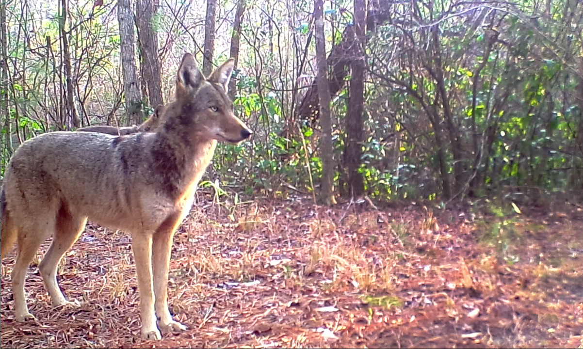 Wild red wolves in their eastern NC habitat | Raleigh News & Observer