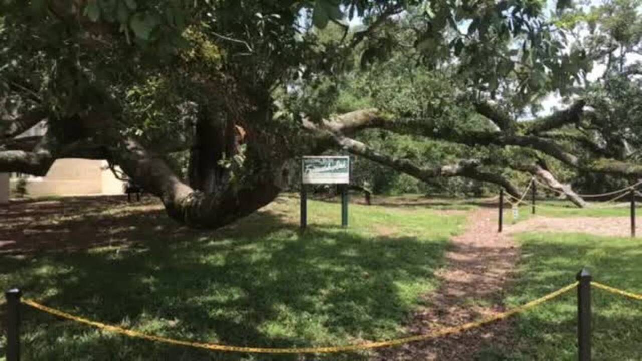 'This tree means everything.' (Video) | Biloxi Sun Herald