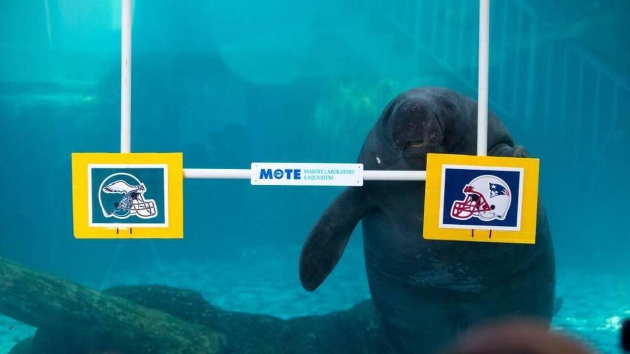 Manatees pick their Super Bowl LII winners | Myrtle Beach Sun News