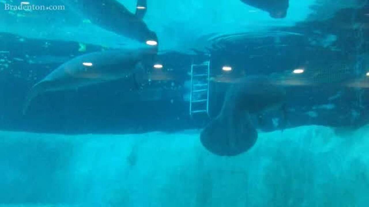 South Florida Museum reopens after Snooty's death | Charlotte Observer
