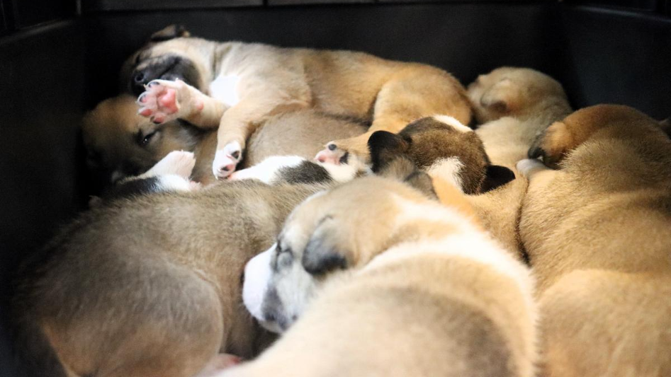 13 puppies recently abandoned in Pierce County | Tacoma News Tribune