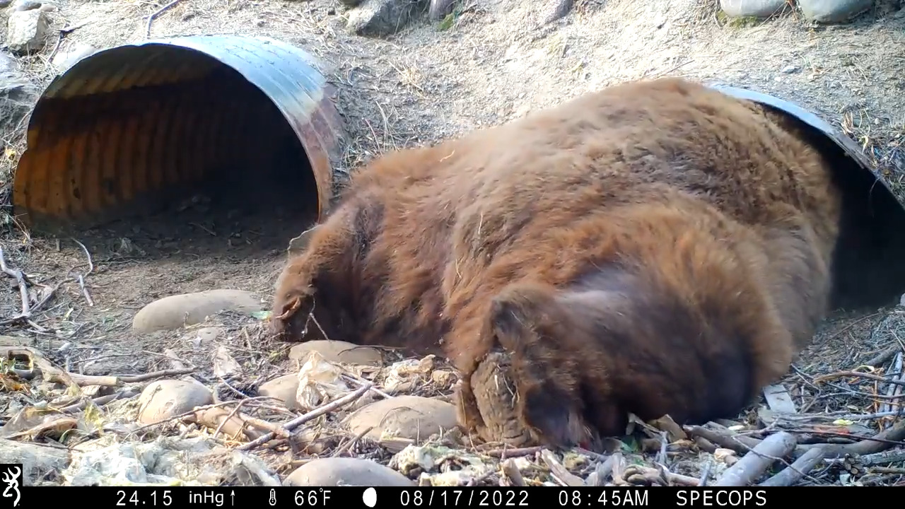 Watch South Lake Tahoe bear climbs into culvert pipe | Sacramento Bee