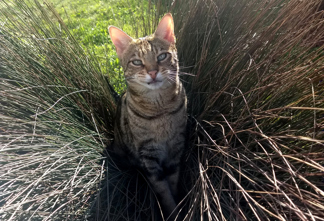 Saga of persecuted Bellevue cat heard in Pierce County court | Tacoma ...