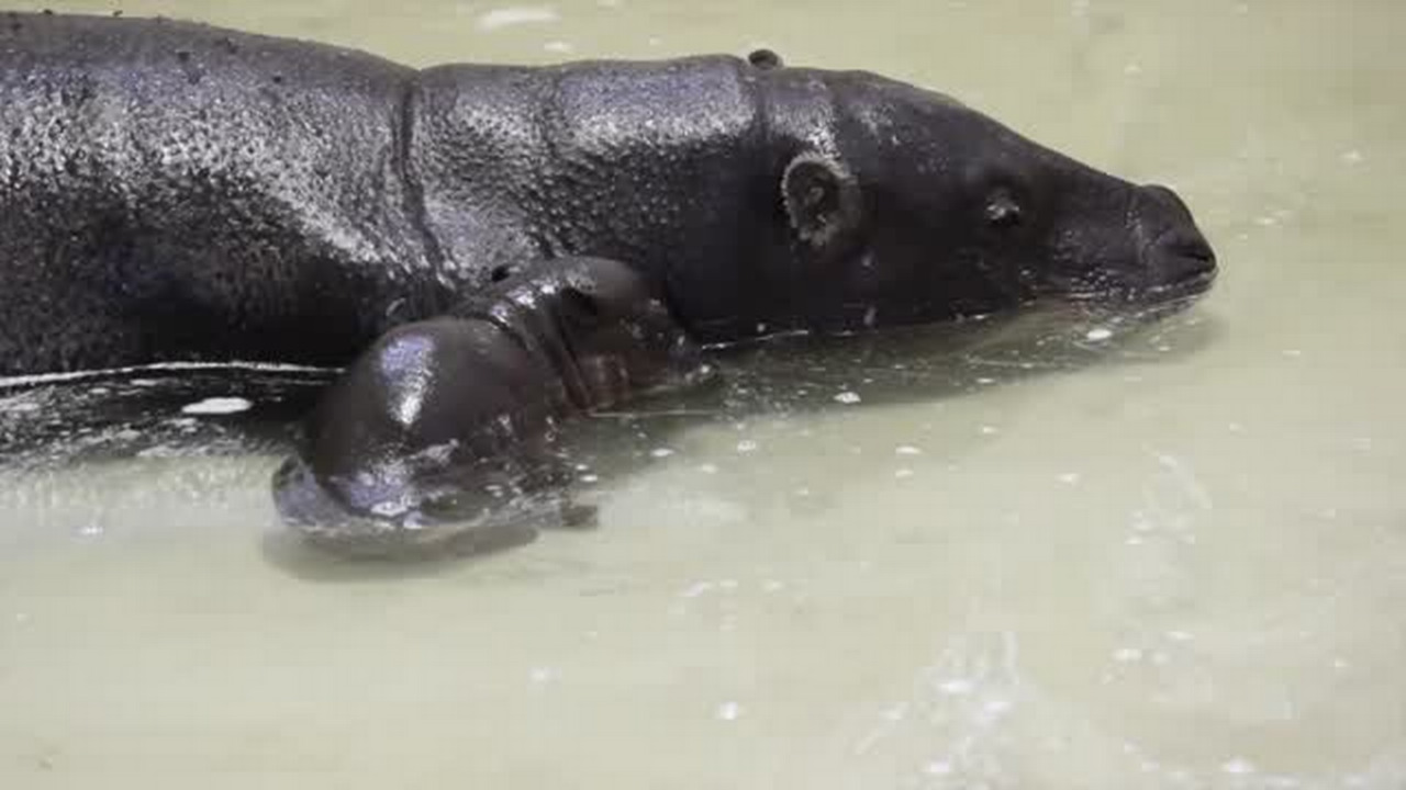 First pygmy hippo born in Kansas | San Luis Obispo Tribune