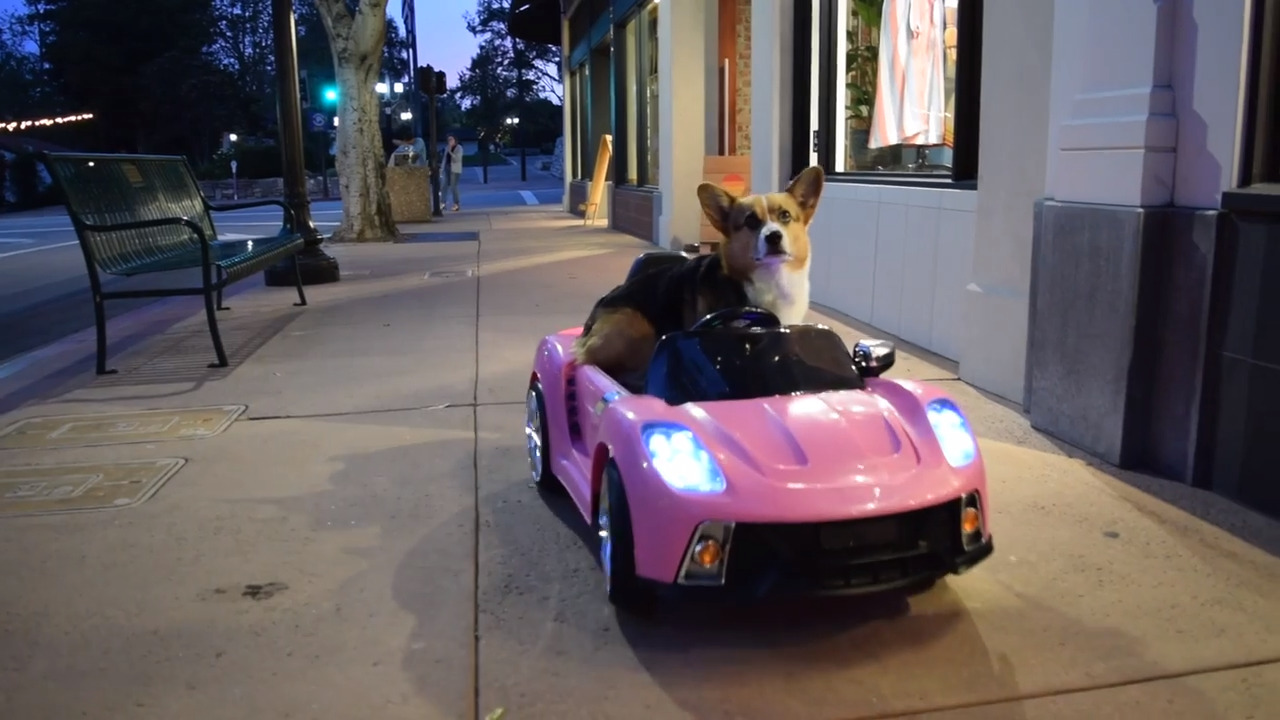 SLO CA video of dog in small pink car downtown goes viral | San Luis ...