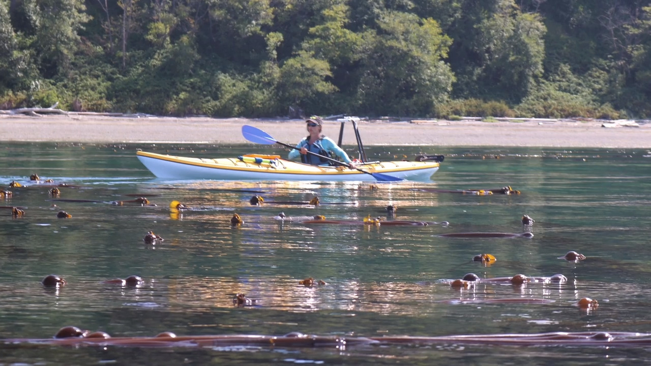 Why is it important to monitor Puget Sound kelp health? (Video ...