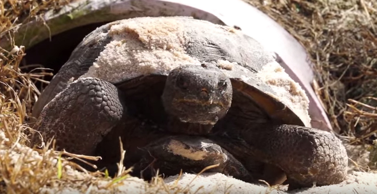Help protect gopher tortoises | The State