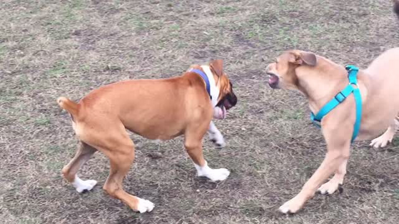 Sunday afternoon at Biloxi Dog Park (Video) | Biloxi Sun Herald