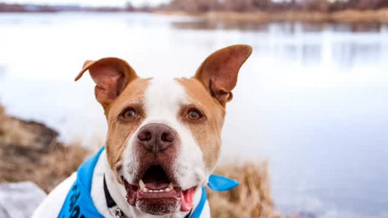 Abused Boise rescue dog gets wheels, thanks to BSU engineering students ...
