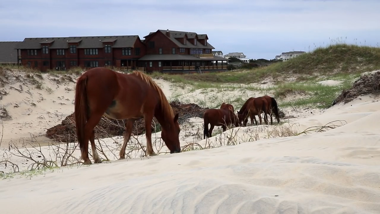 Taking care of the Corolla Wild Horses in the Outer Banks of North ...