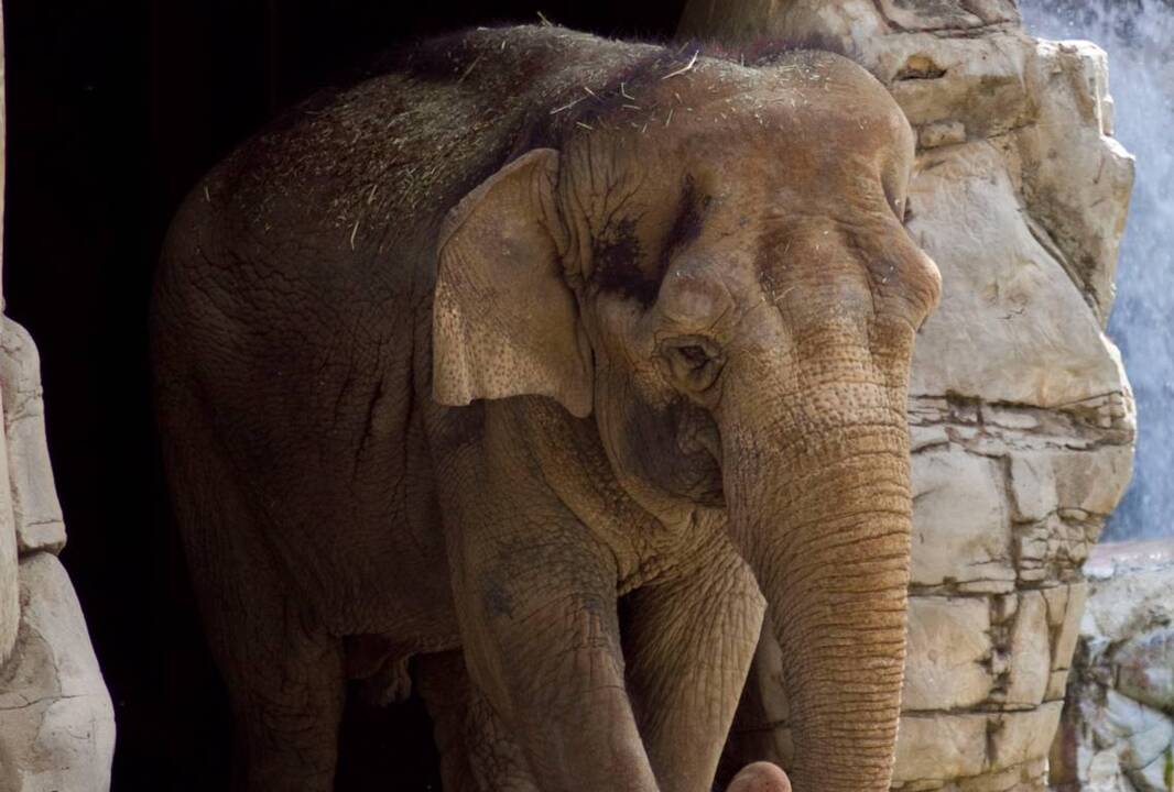 Fresno zoo elephant Kara cools off in 2013 | Charlotte Observer