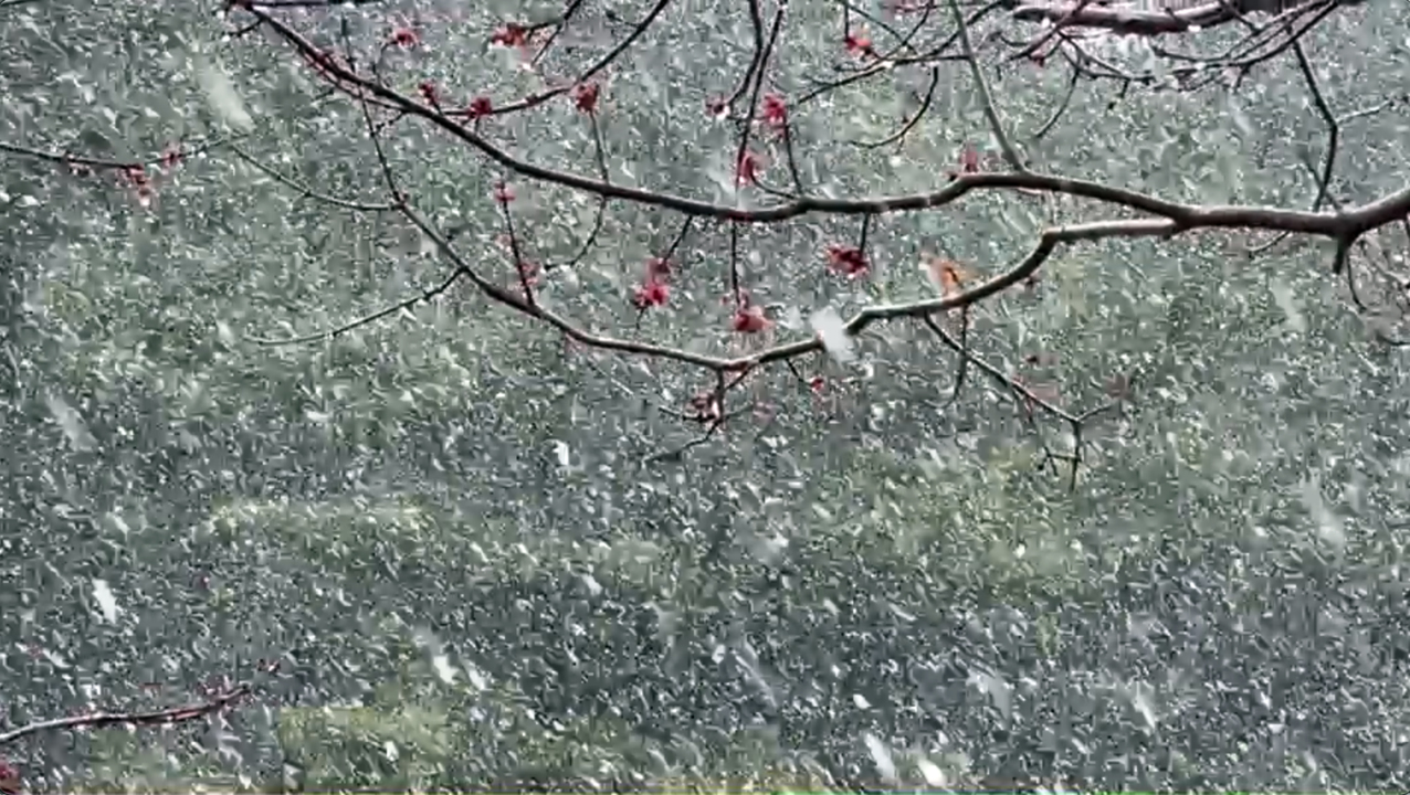 Snow falling in the Triangle areas | Raleigh News & Observer