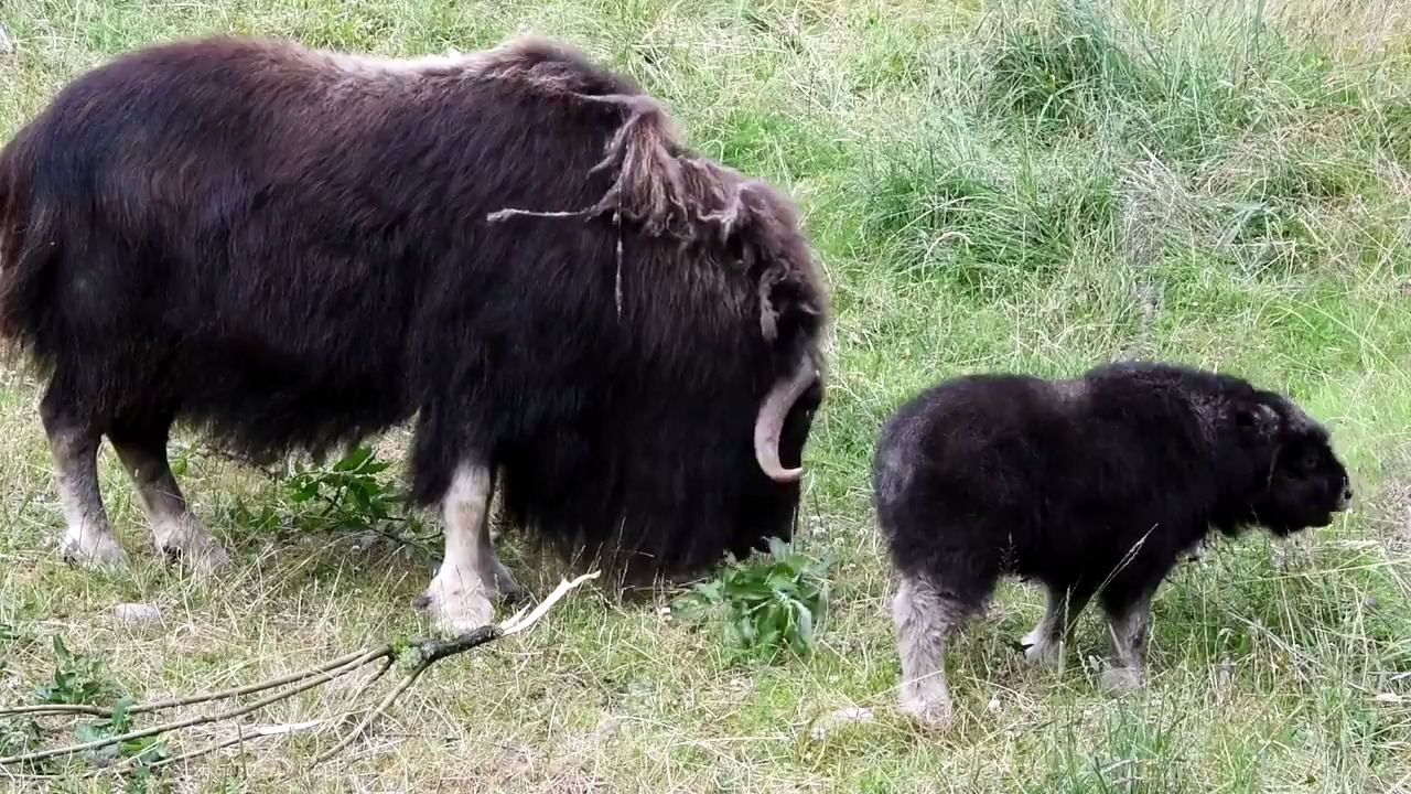 Newest Point Defiance Zoo muskox calf named after 'Jeopardy!' host Alex Trebek | Tacoma News Tribune