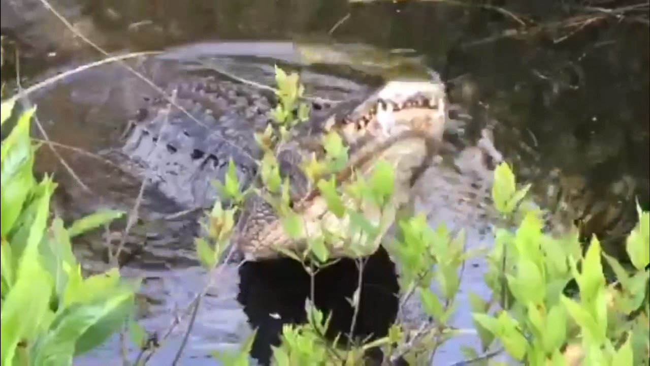 Video: Watch two male alligators during mating season in Everglades ...
