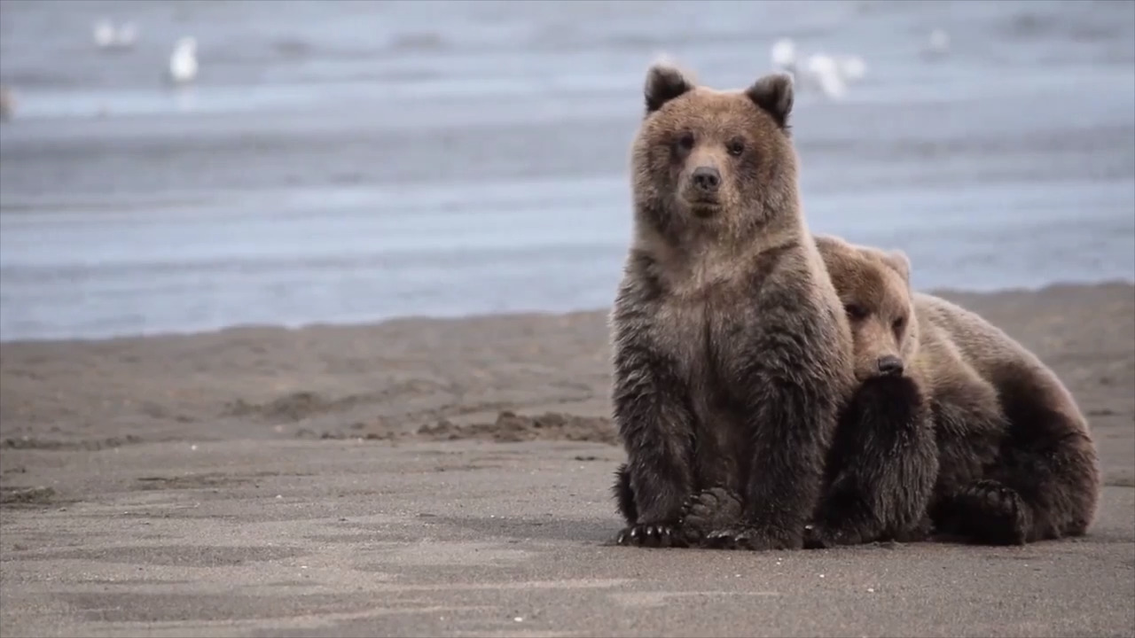 Watch brown bear cubs cuddle on the beach in Alaska | Idaho Statesman