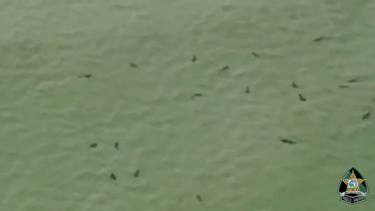 Aerial video shows sharks gathering off Florida island | Miami Herald