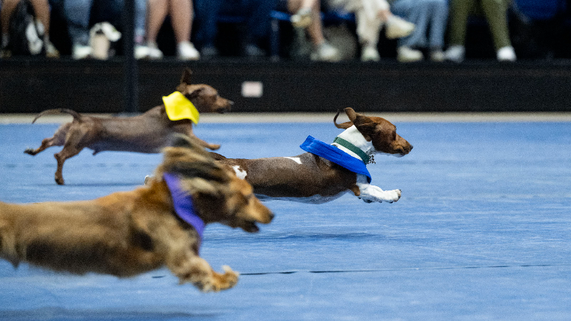 See dogs run in the Doxie Derby at UC Davis' Picnic Day celebration ...