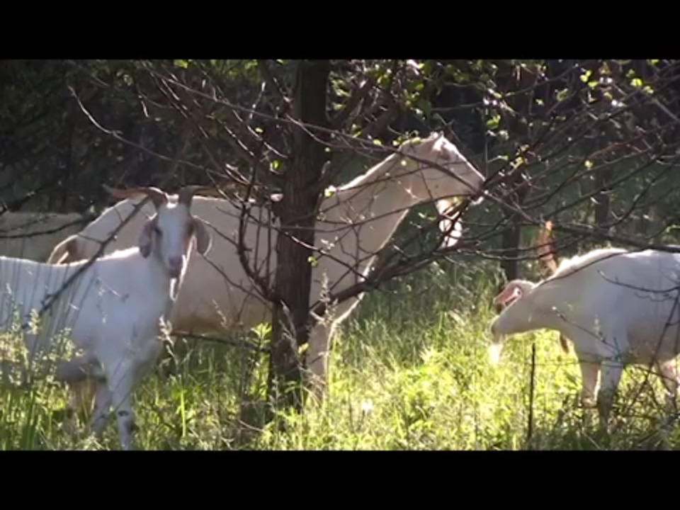 Lexington is employing a herd of 17 goats to clean up Idle Hour Park ...
